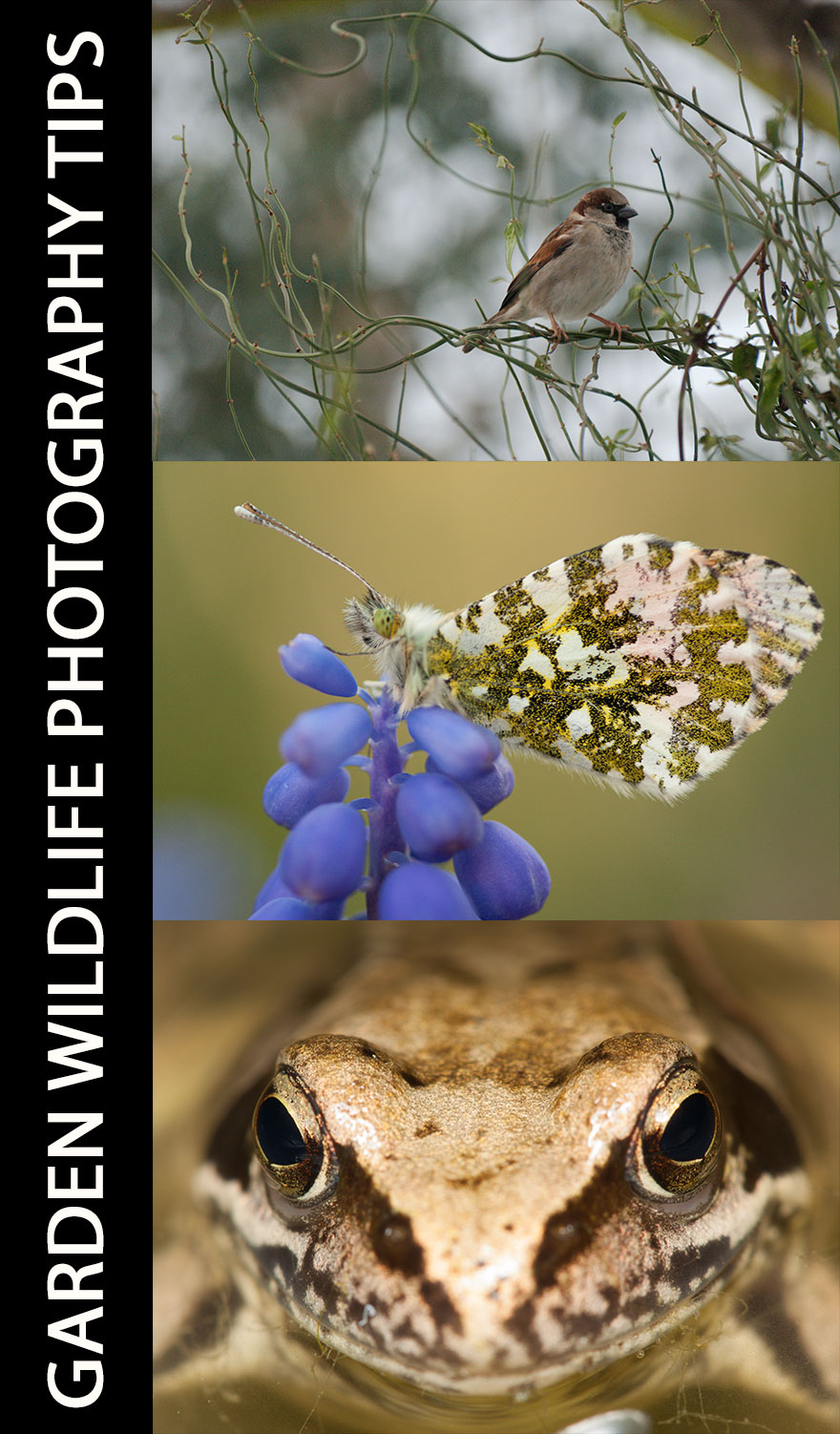 Garden Wildlife Photography Tips | Discover Digital Photography