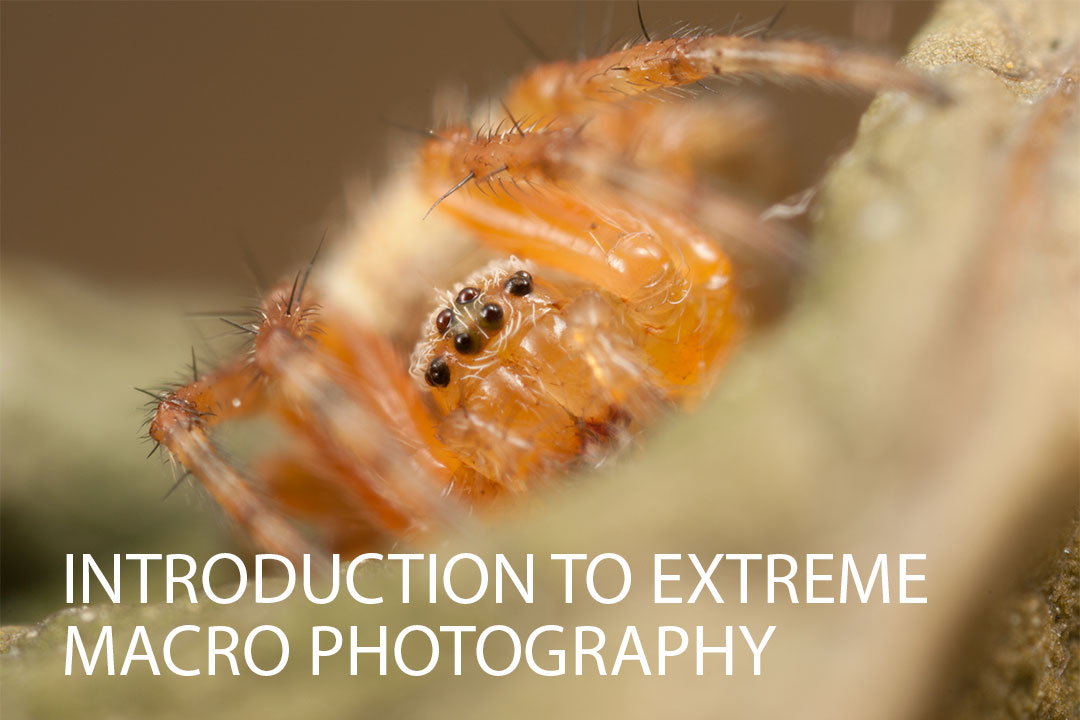 Introduction to Extreme Macro Photography | Discover Digital Photography